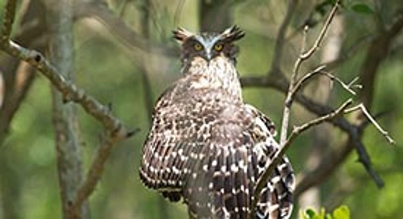 Mangrove forest of Sundarbans - Antara Cultural River Journey